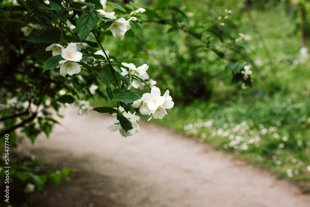 A desert dirt road, path, way without people drowning in the lush ...