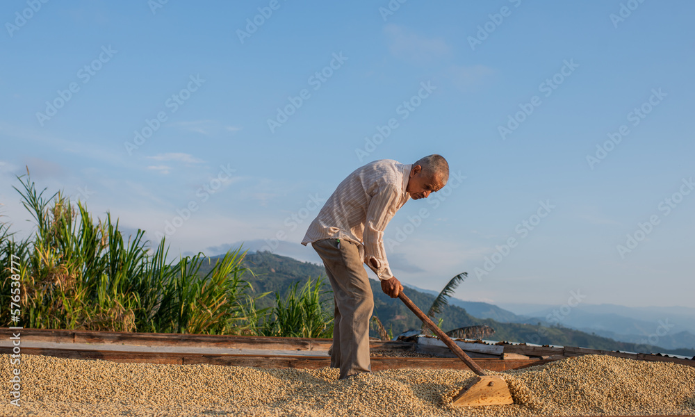 campesino trabajando el secado de cafe artesanal en verano, secado de ...