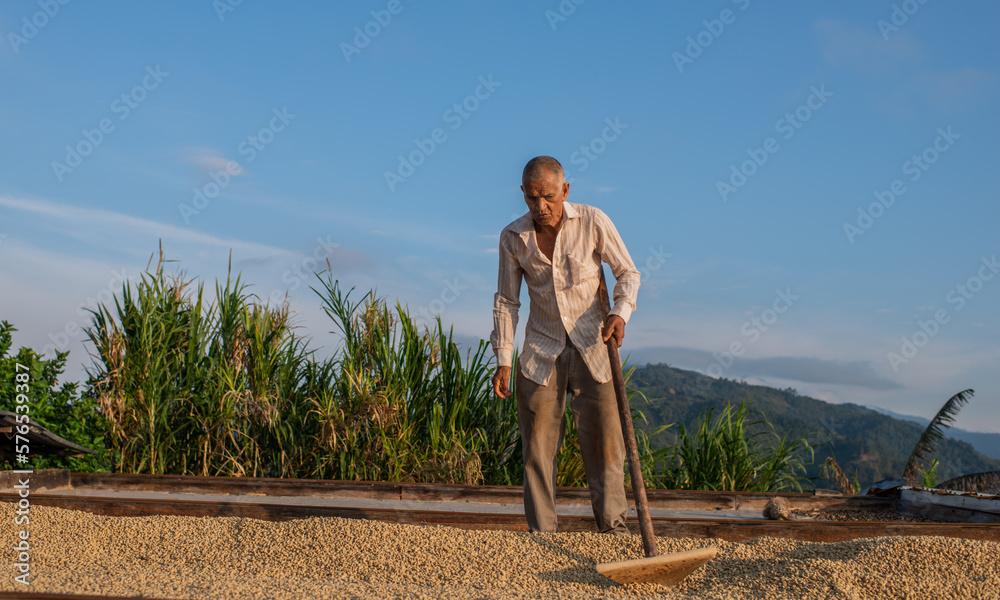 campesino trabajando el secado de cafe artesanal en verano, secado de ...