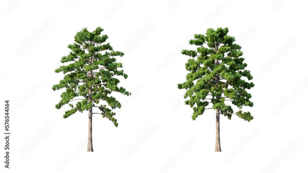 Growing trees isolated with alpha.3D animation growth grow from small ...