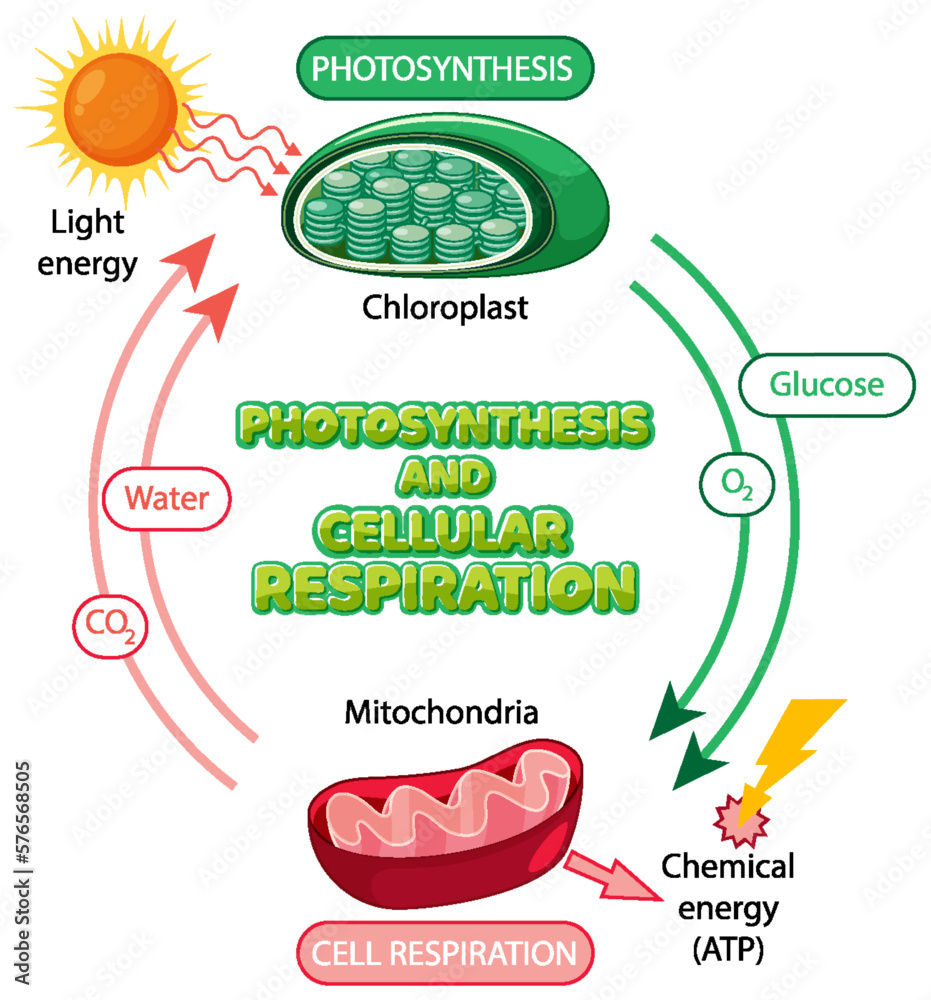 Photosynthesis and Cellular Respiration Diagram Stock Vector | Adobe Stock