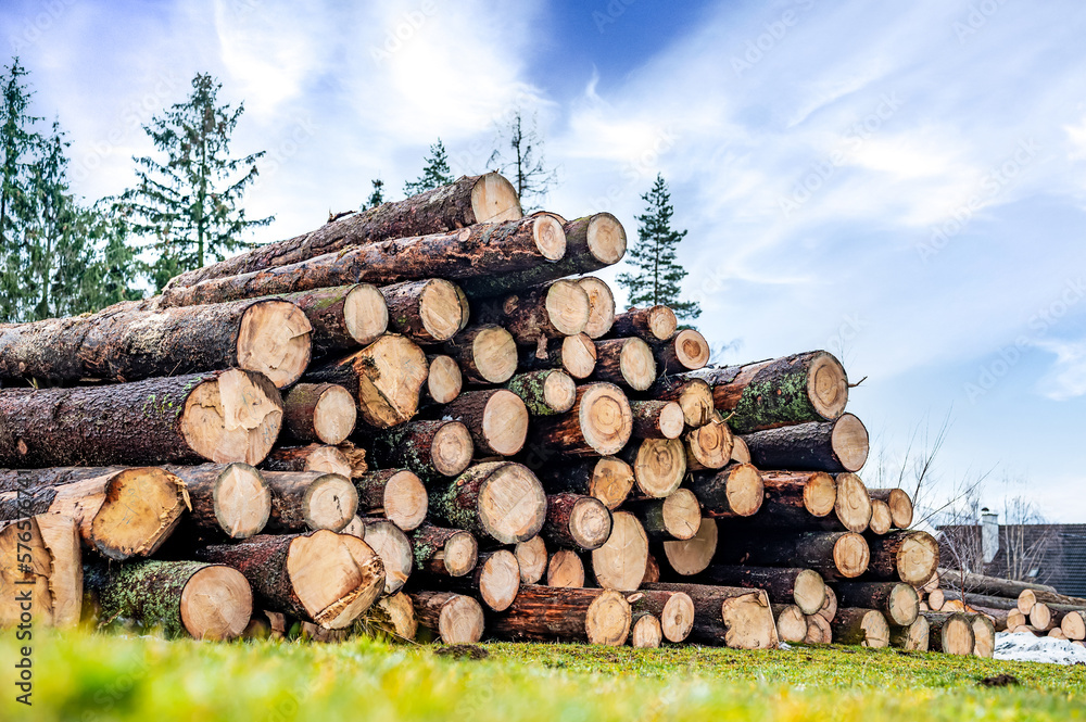 Log spruce trunks pile. Sawn trees from the forest. Logging timber wood ...