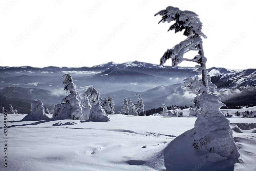 Snow capped coniferous trees after blizzard isolated PNG photo with ...