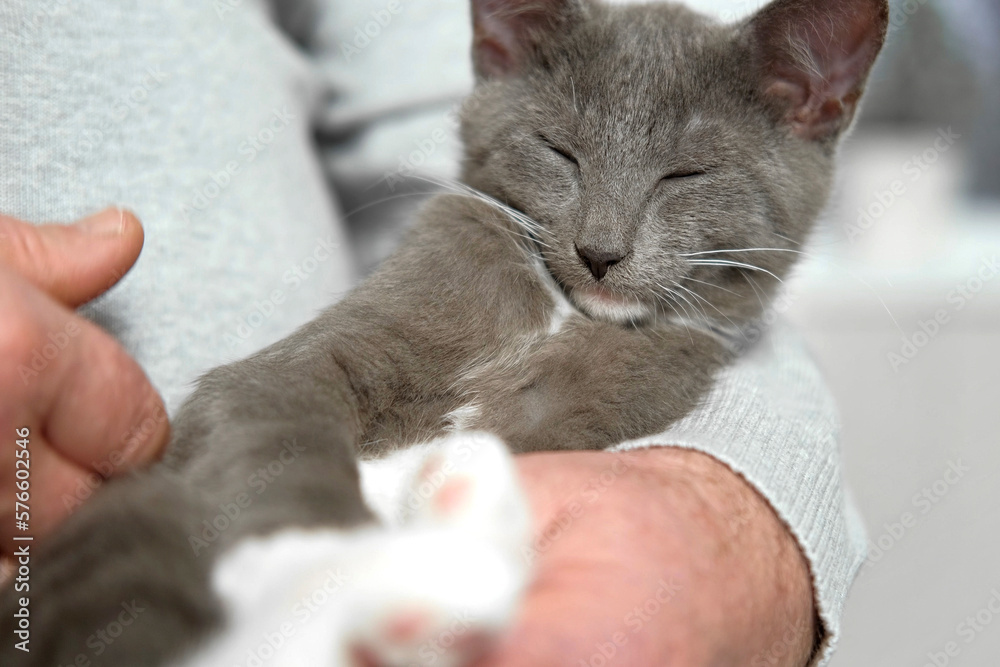 Elderly man sits and strokes a cat, feline therapy. Old man stroking a ...