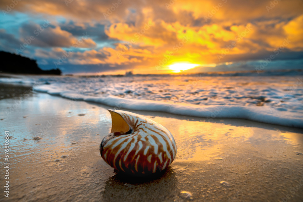 Tiger nautilus shell on shore at sunrise, East Side of Oahu, Hawaii ...
