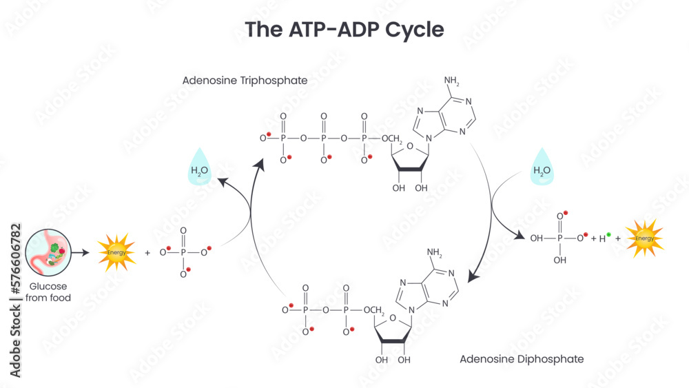 Adenosine Triphosphate And Adenosine Diphosphate Comparison And Cycle Science Vector Education