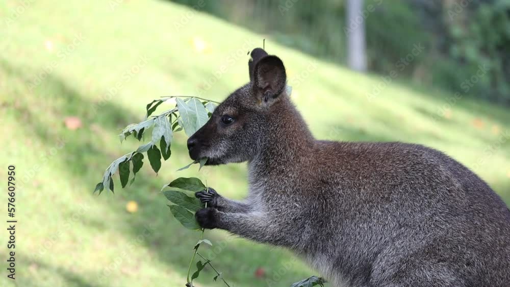 Young Red-Necked Wallaby Eating Plant in Zoo. Cute Macropus Rufogriseus Feeding itself in ...