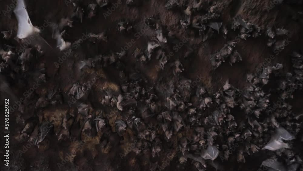 Big cave wall of flying foxes scattering away in fear. Dark habitat of ...