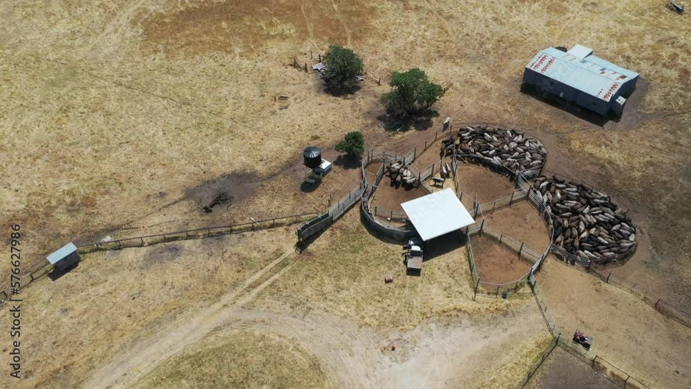 arm in outback Australia. Ranch worker herding cattle and cows in a ...