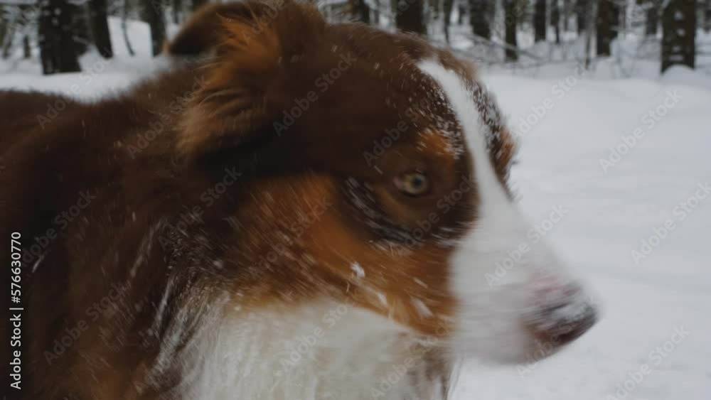 Concept pets spend time in nature. 4k slow motion horizontal footage ...