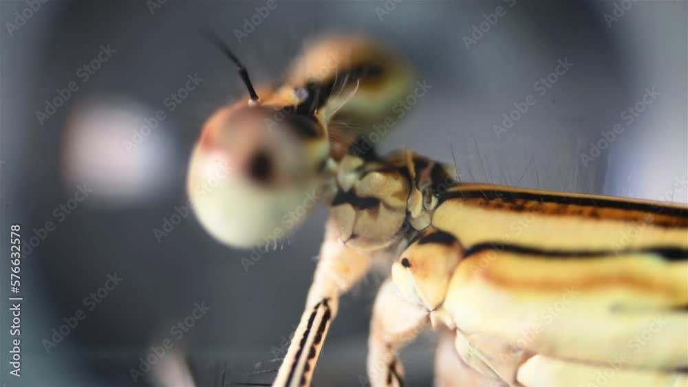 Head and eyes. Close up view of the dragonfly under the microscope ...