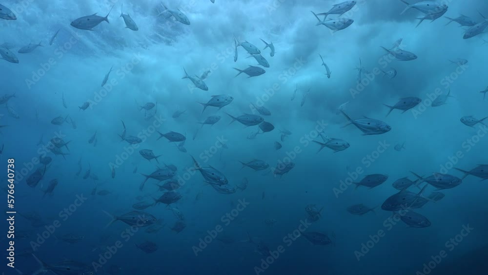 Many macerel fish swimming under the ocean surface with big waves above ...