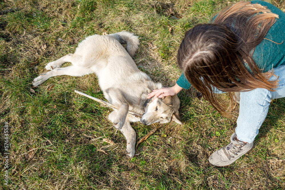 Beautiful teen girl with dog. Teenage girl playing with a dog in the ...