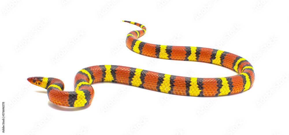 Scarlet king snake or kingsnake - Lampropeltis triangulum elapsoides ...