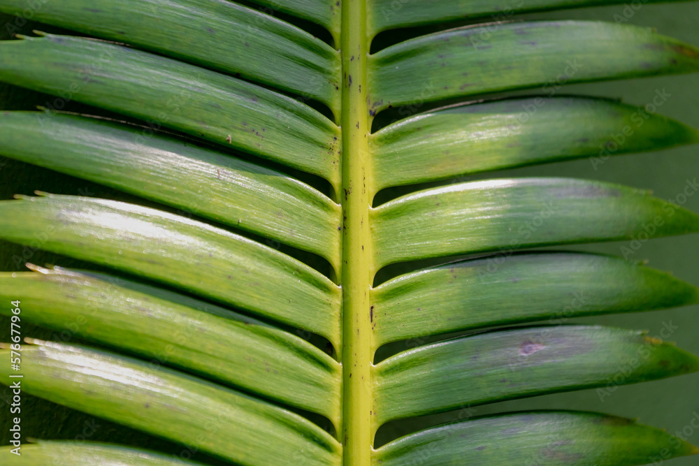 Selective focus green leaves of Cycas revoluta in the garden with ...