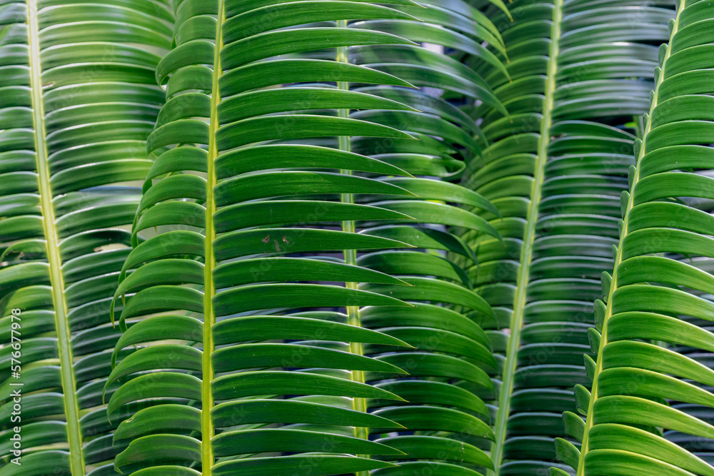 Selective focus green leaves of Cycas revoluta in the garden with ...