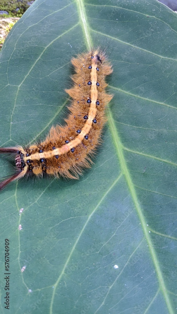 The golden yellow caterpillar has very large horns and is about the ...