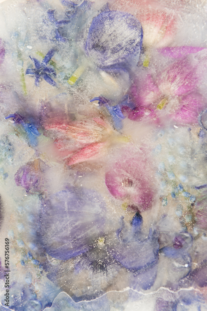 abstract background with frozen flowers in milk, water and ice with ...
