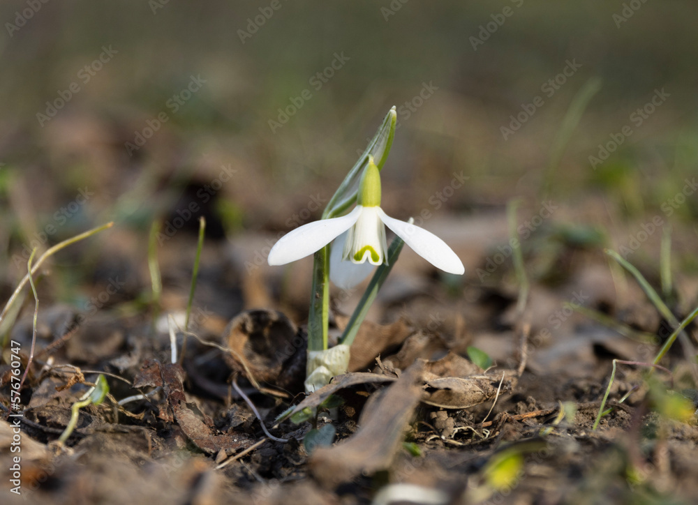 Snowdrops, with their pure white petals and delicate green stems, are ...