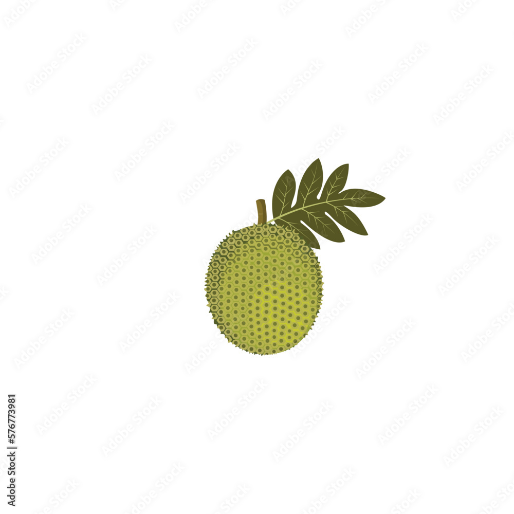 Breadfruit (Artocarpus altilis). Eatable and medicinal plant. Vector ...