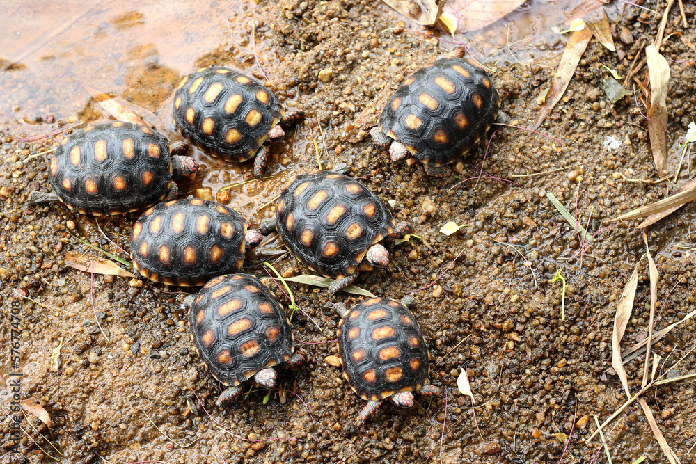 Cute small baby Red-foot Tortoise in the nature,The red-footed tortoise ...