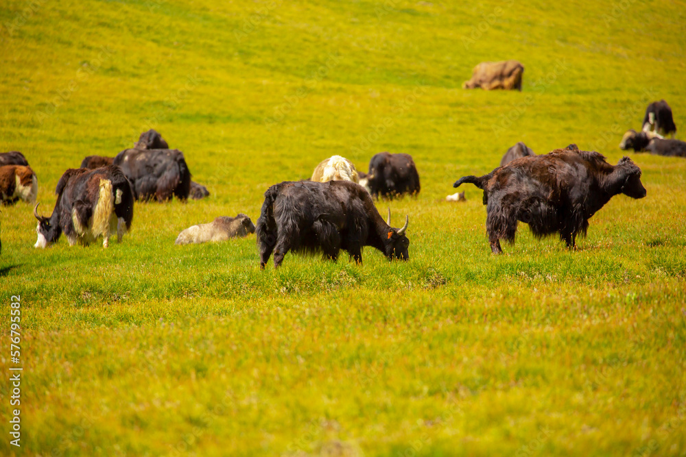A herd of yaks graze in the mountains. Himalayan big yak in a beautiful ...