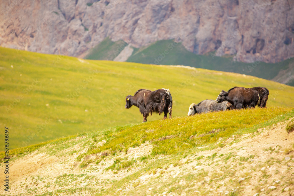 A herd of yaks graze in the mountains. Himalayan big yak in a beautiful ...