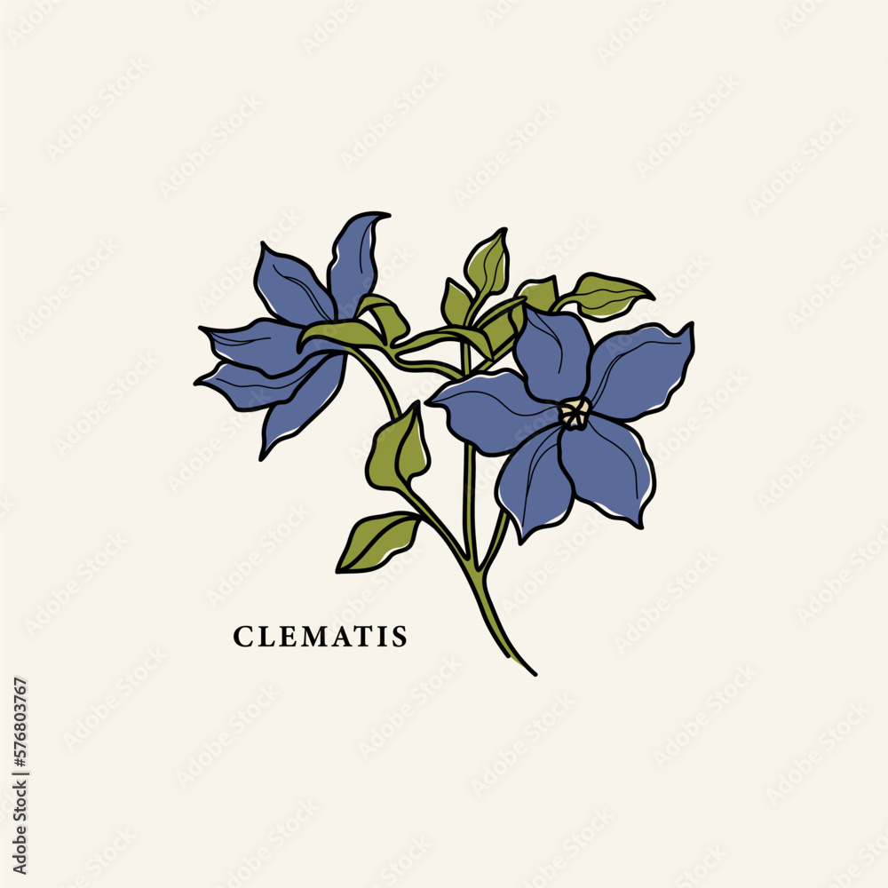 Line art clematis flower drawing Stock Vector | Adobe Stock