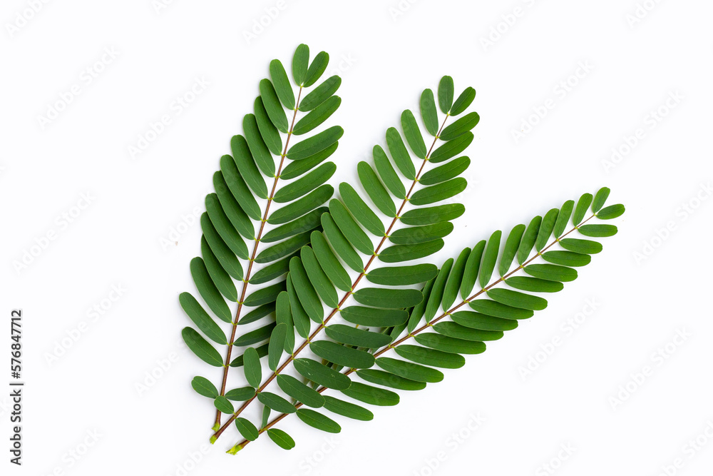 Sesbania Grandiflora leaves on white background. Stock Photo | Adobe Stock