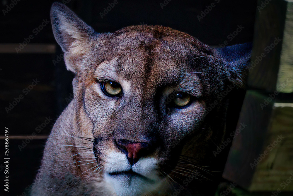 The Florida Panther A rare and endangered species. Stock Photo | Adobe ...