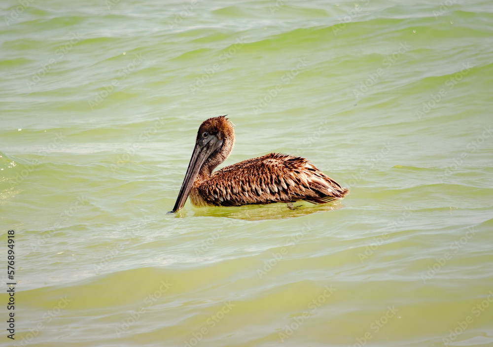 Pelícano color café (Pelecanus occidentalis) posado sobre el mar caribe ...