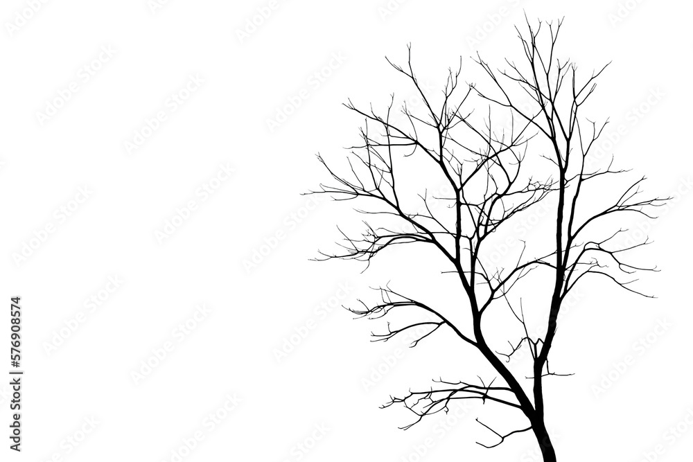 Image of a leafless tree in PNG file on transparent background. Stock ...