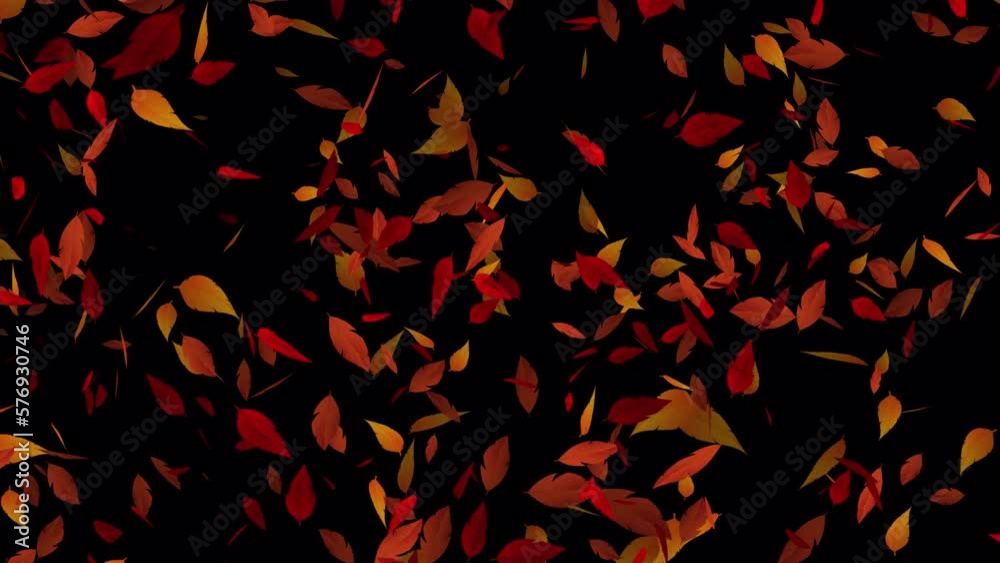 Colorful leaves falling animation in 4k Ultra HD, Transparent animation ...