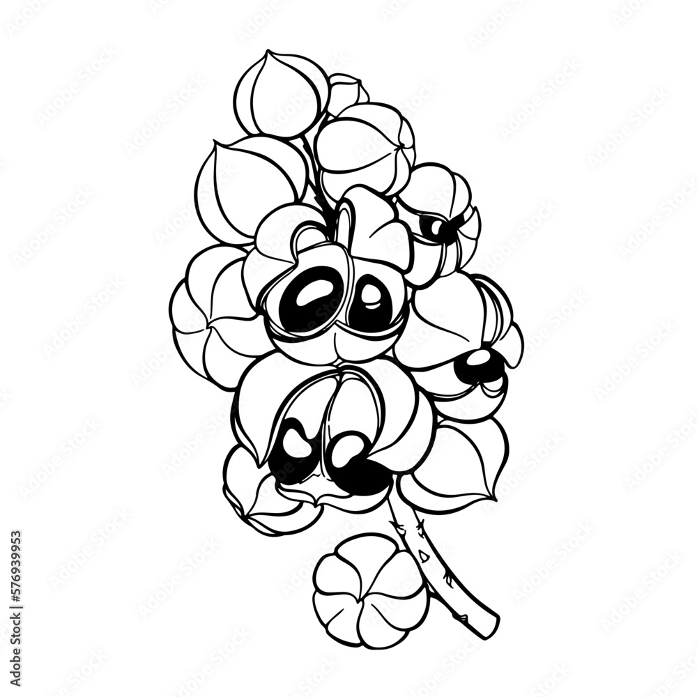 Monochrome drawing of guarana fruits. Tropical edible crop, super ...