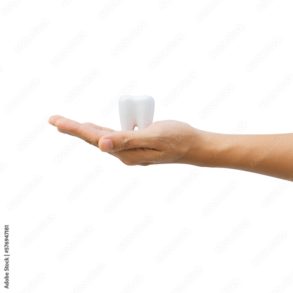 close up artist hand hold tooth isolated on transparent background for ...