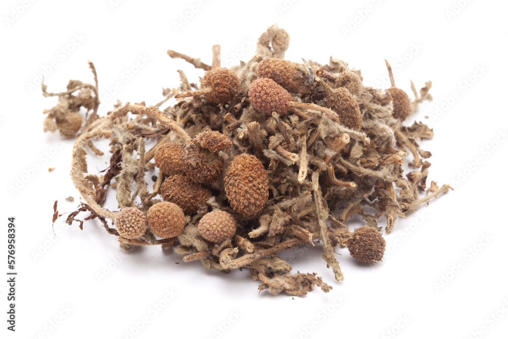 Closeup of East Indian Globe Thistle or Indian sphaeranthus or ...