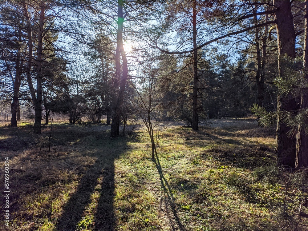 spring forest. the first spring grass in the forest. shadows from trees ...