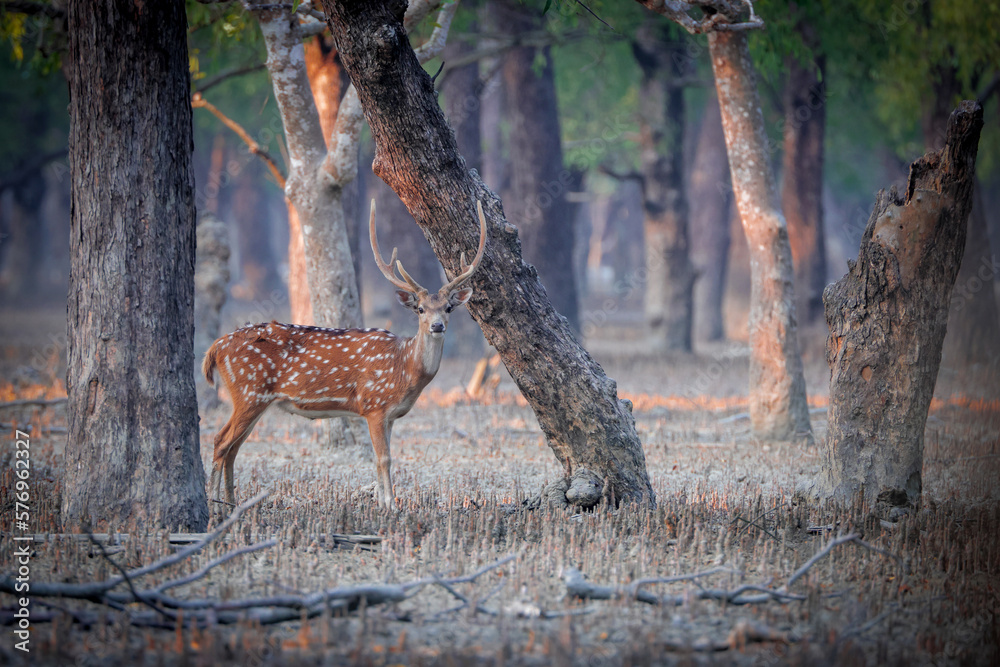 Wild chital, also known as spotted deer, chital deer, and axis deer, is ...