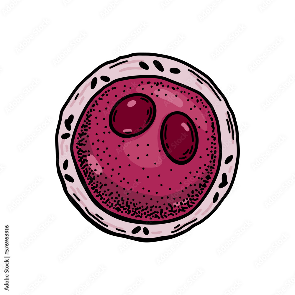 Myeloblast blood cell isolated on white background. Hand drawn ...
