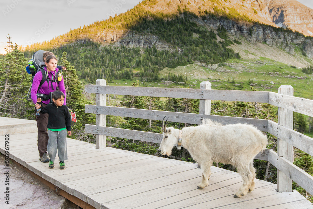 Family watching mountain goat (Oreamnos americanus) on Hidden Lake ...