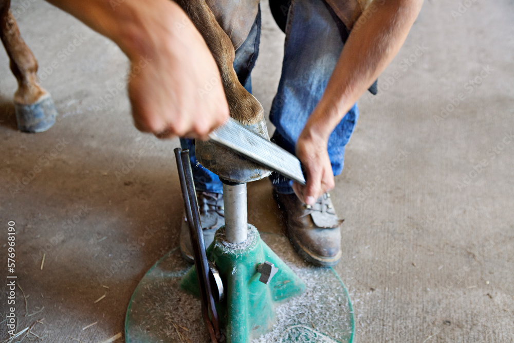 A farrier, young man, trims the hoof of an American Quarter Horse with ...