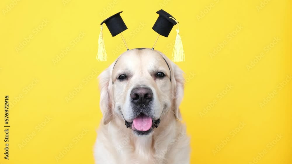 A dog in a graduate costume. A golden retriever in a black graduation ...
