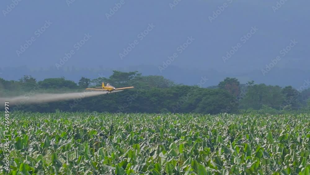 A low-flying airplane spraying pesticide over a banana plantation ...