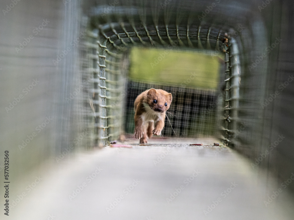 Captive Weasel Running in a Cage Stock Photo | Adobe Stock