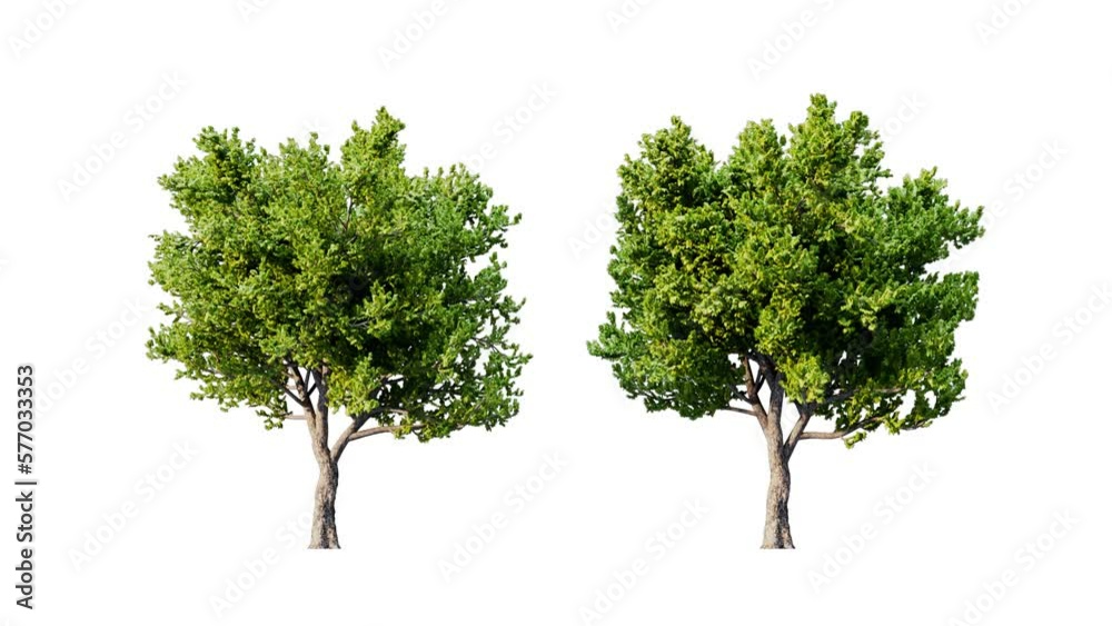 Growing trees isolated with alpha.3D animation growth grow from small ...