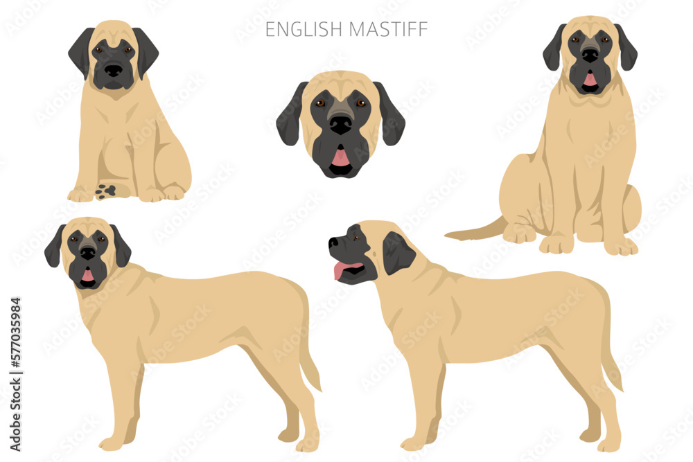 English mastiff clipart. Different poses, coat colors set Stock Vector ...