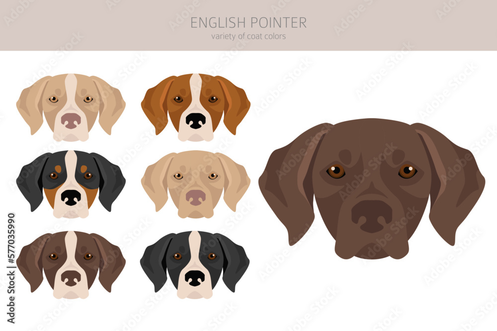 English pointer clipart. Different poses, coat colors set Stock Vector ...