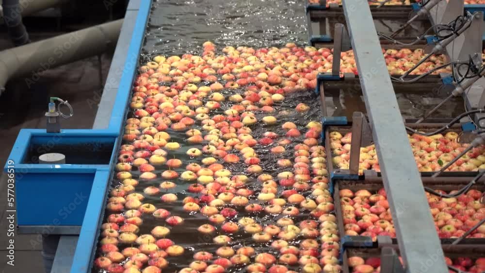 Video „Apple Pre-Sorting Lines in Fruit Processing Plant. Fresh Apples ...