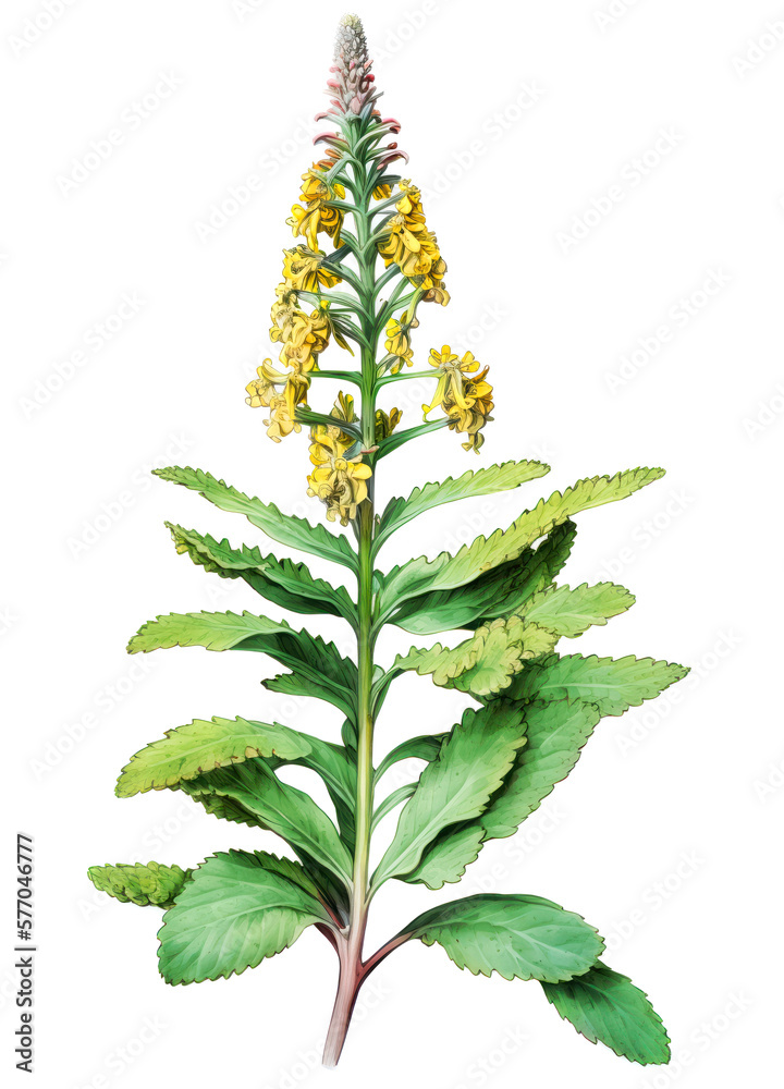 Common mullein medicinal plant with flowers isolated on white ...