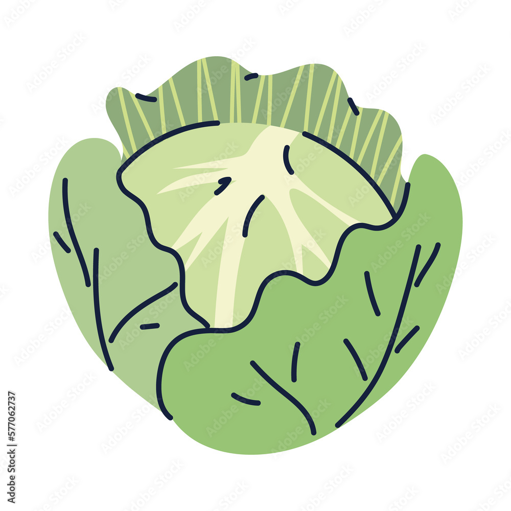 cabbage icon PNG image with transparent background Stock Illustration ...